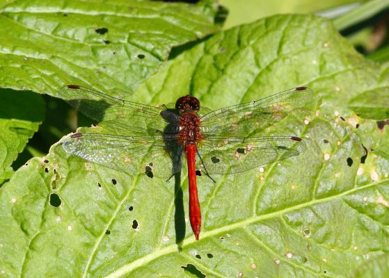 Fiches espèces Shna-Ofab