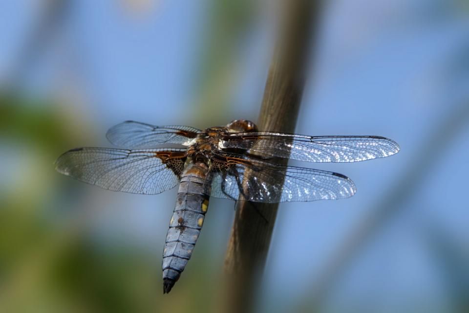 Fiches espèces Shna-Ofab