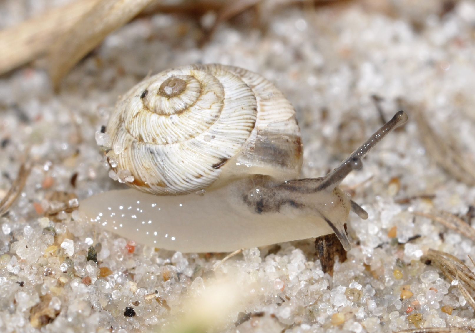 Fiches espèces Shna-Ofab