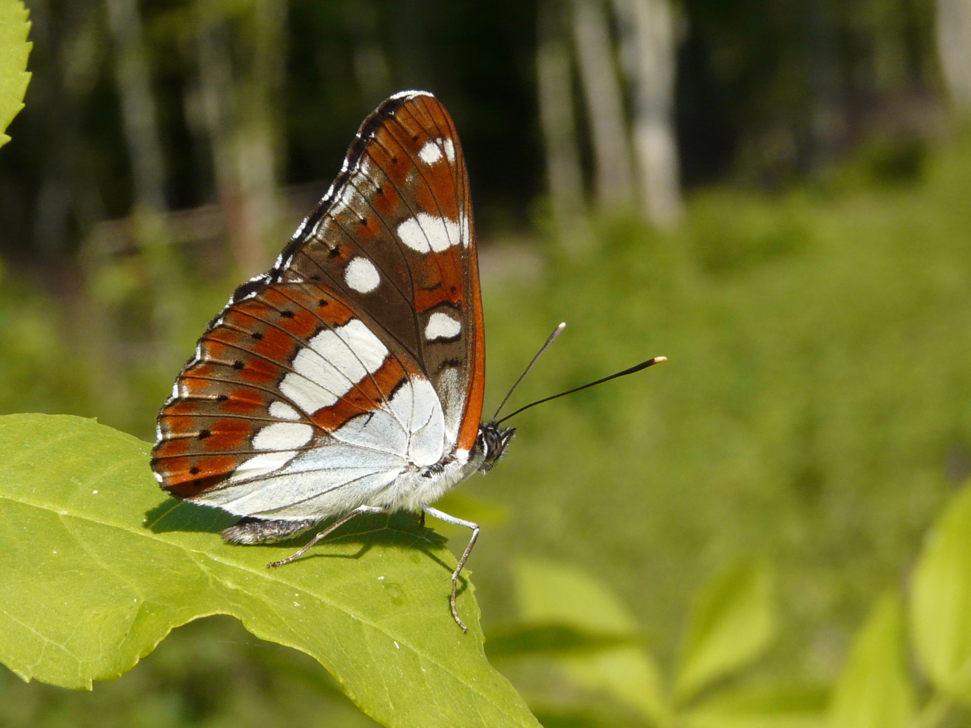 Fiches espèces Shna-Ofab