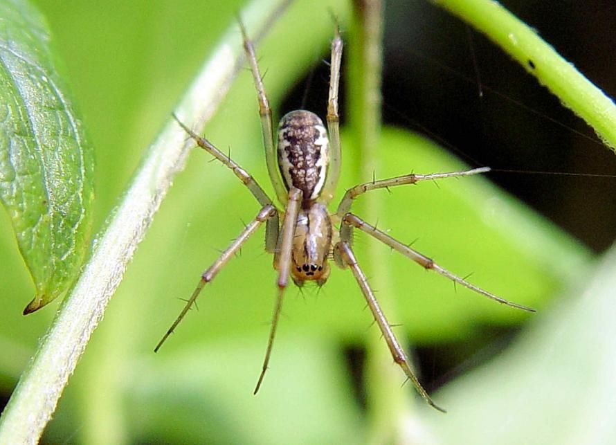 Fiches espèces Shna-Ofab