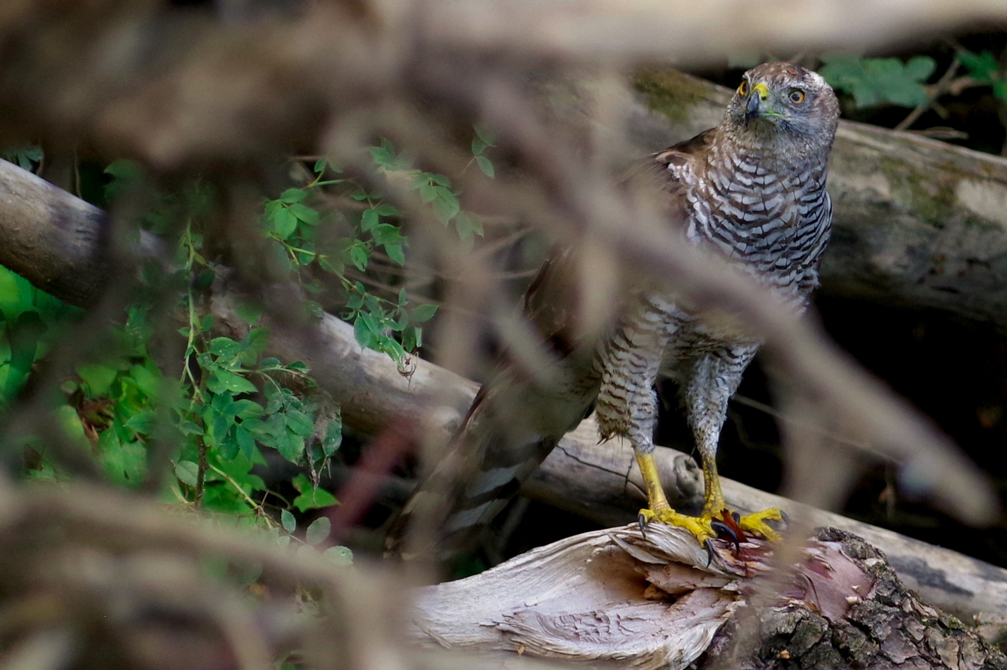 Fiches espèces Shna-Ofab