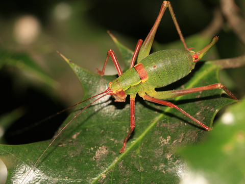Fiches espèces Shna-Ofab