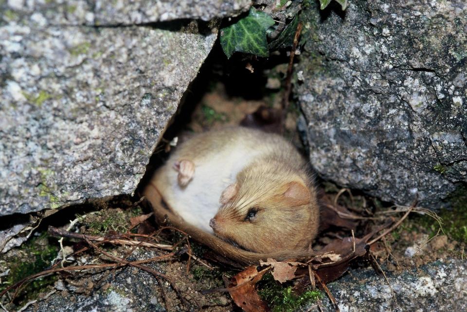 Fiches espèces Shna-Ofab