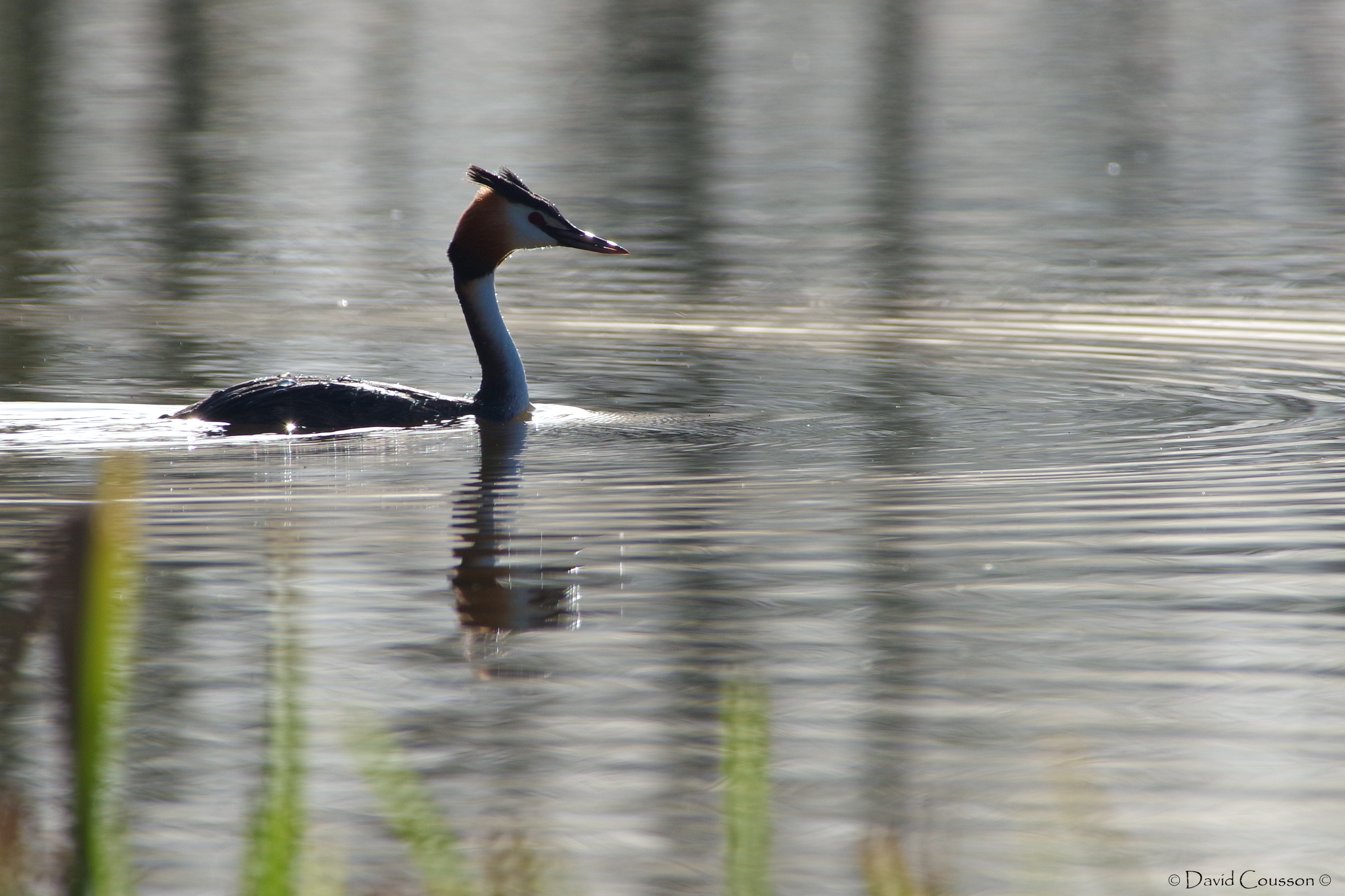 Fiches espèces Shna-Ofab