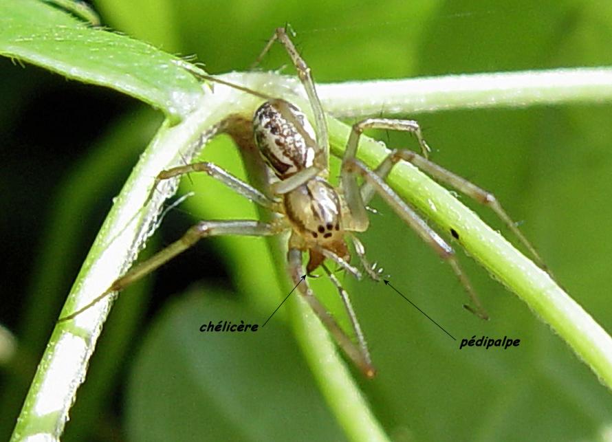 Fiches espèces Shna-Ofab