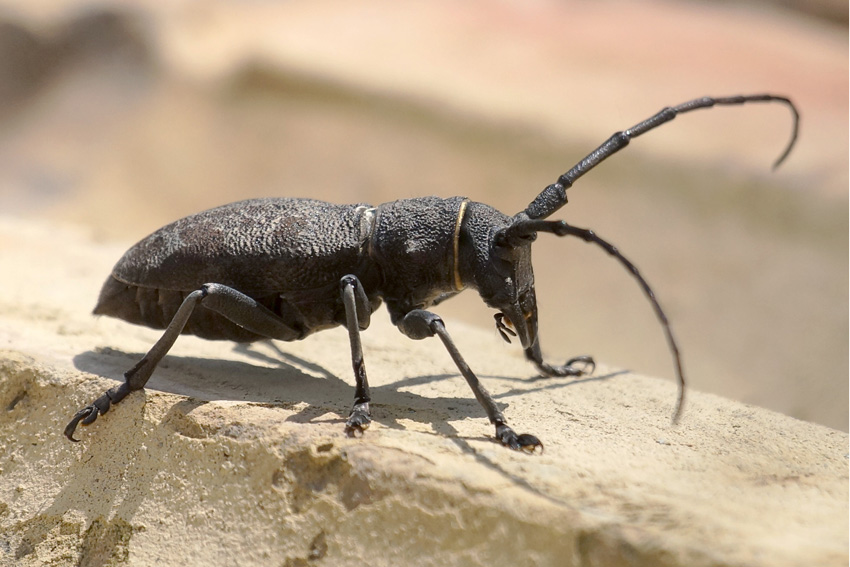 Fiches espèces Shna-Ofab