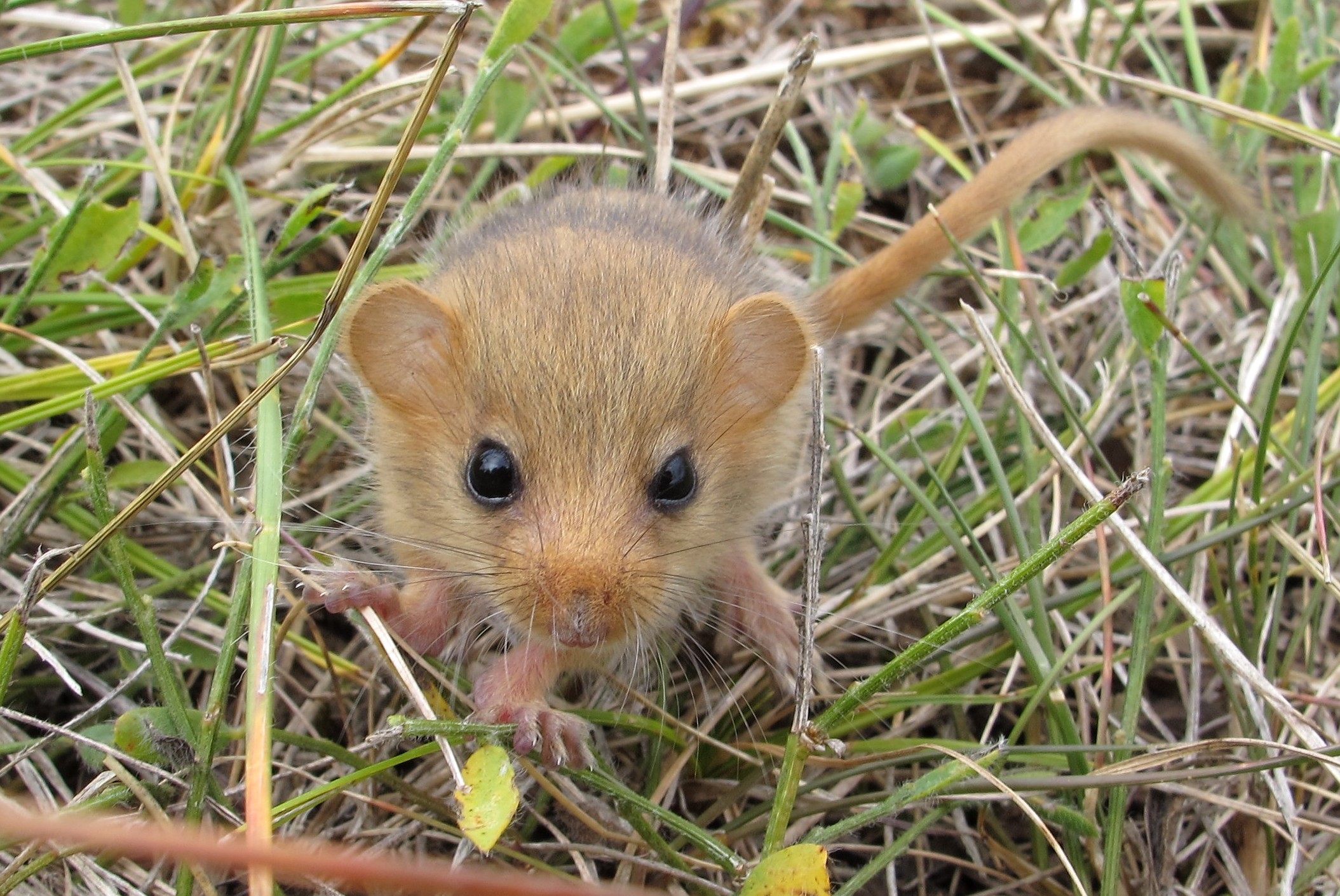Fiches espèces Shna-Ofab