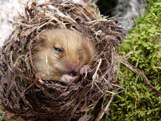 Fiches espèces Shna-Ofab
