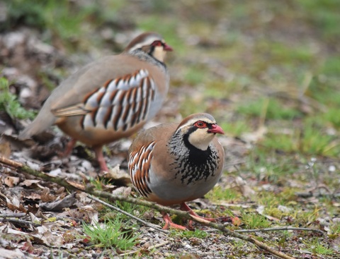 Fiches espèces Shna-Ofab