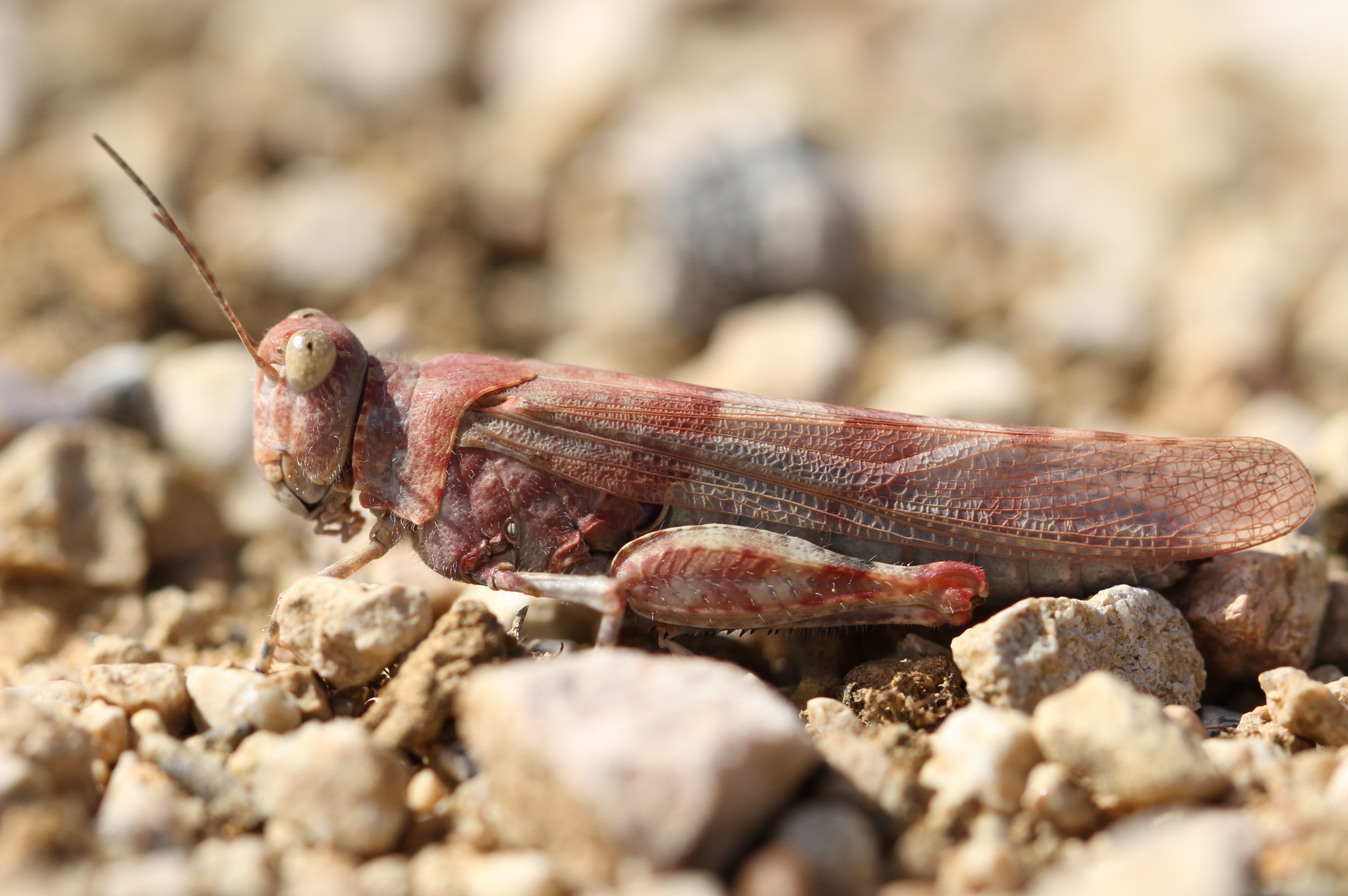 Fiches espèces Shna-Ofab