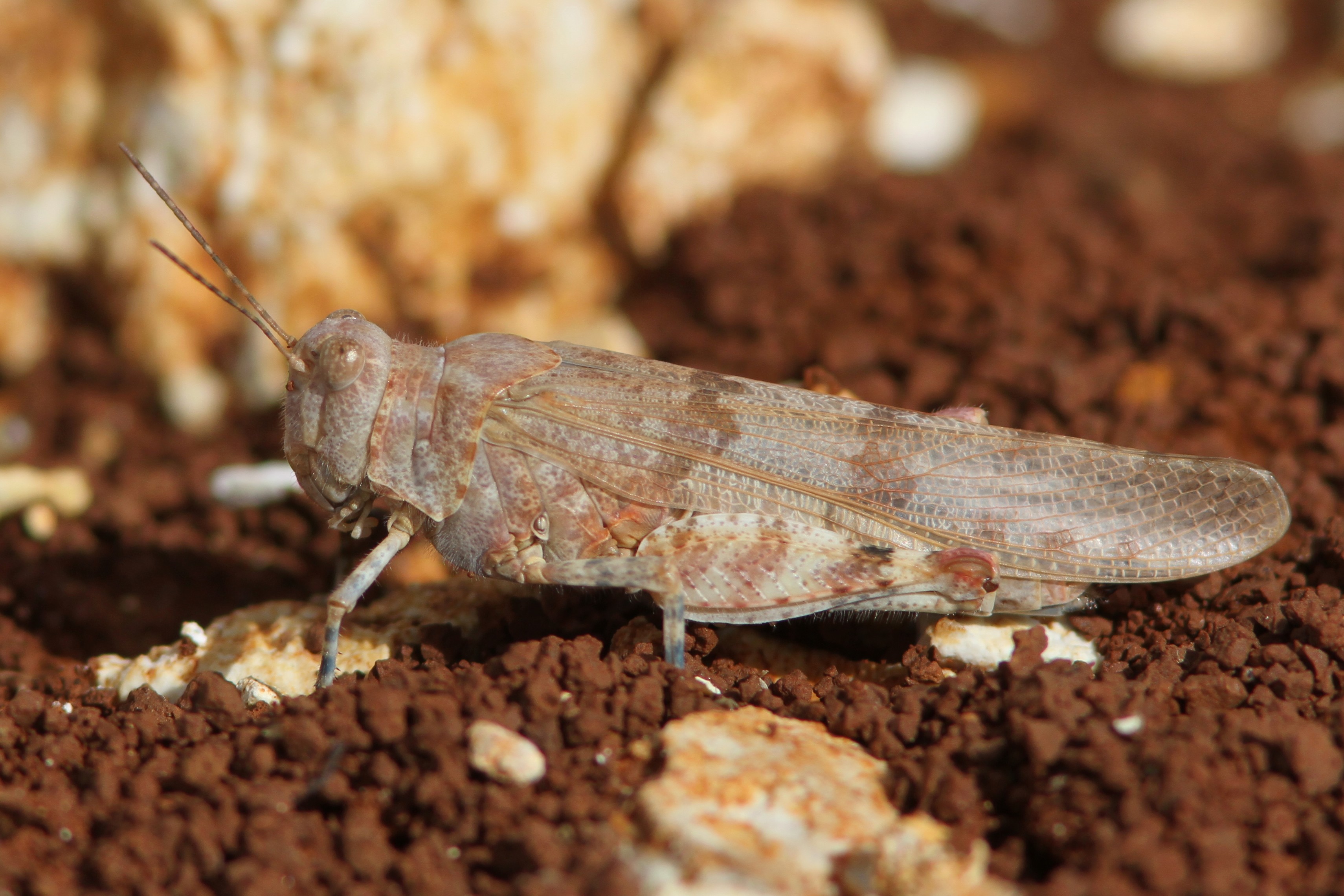 Fiches espèces Shna-Ofab