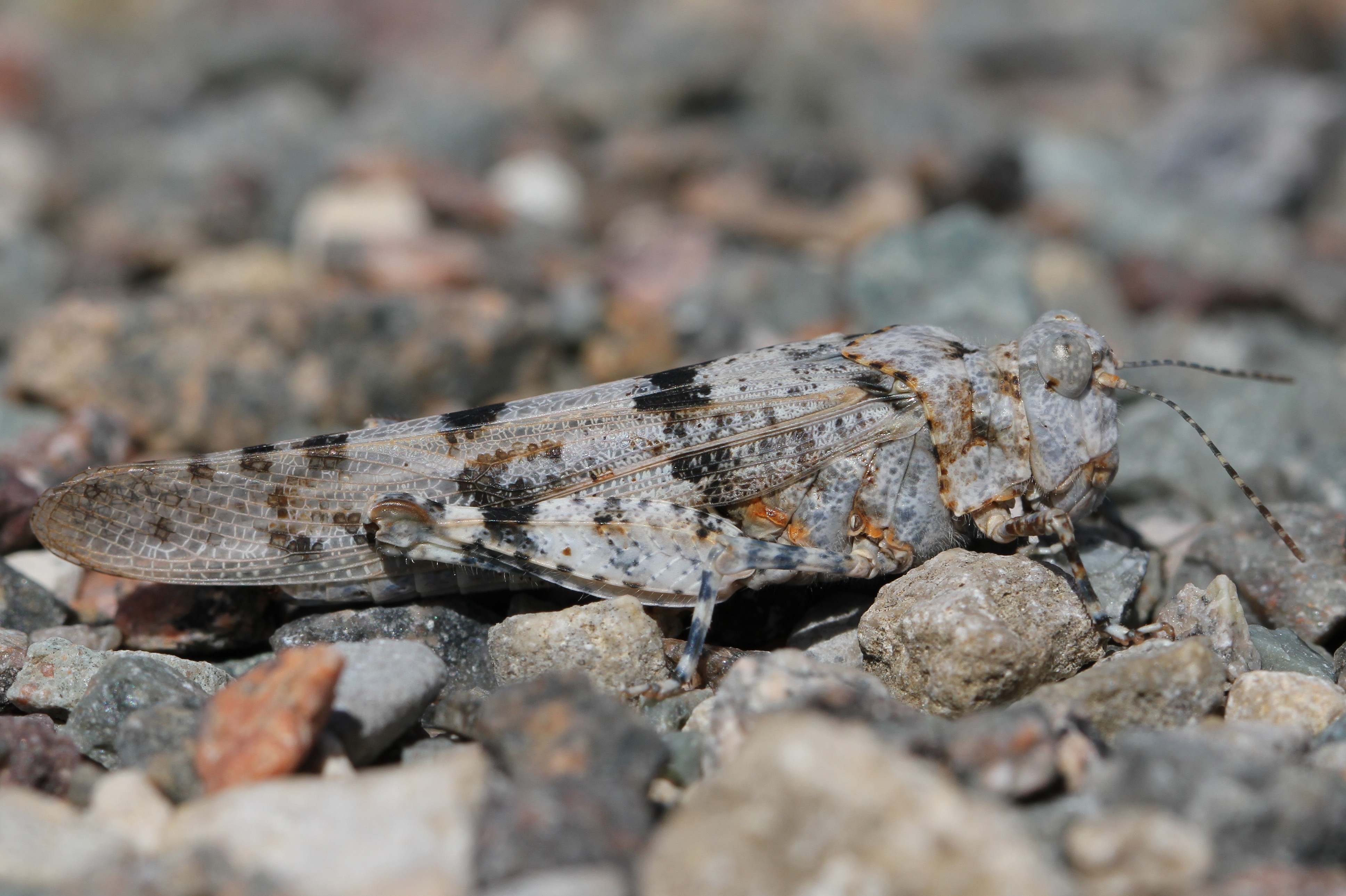 Fiches espèces Shna-Ofab