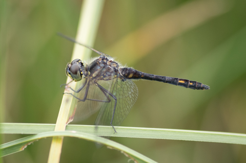 Fiches espèces Shna-Ofab