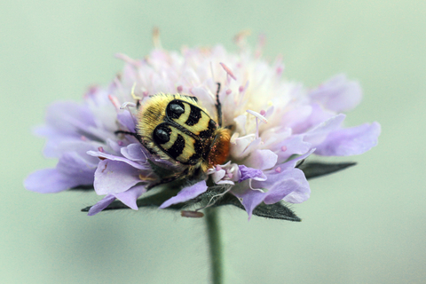 Fiches espèces Shna-Ofab