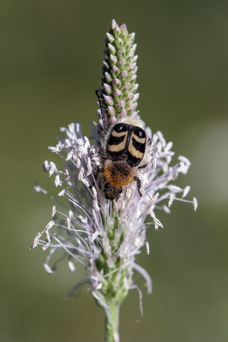 Fiches espèces Shna-Ofab
